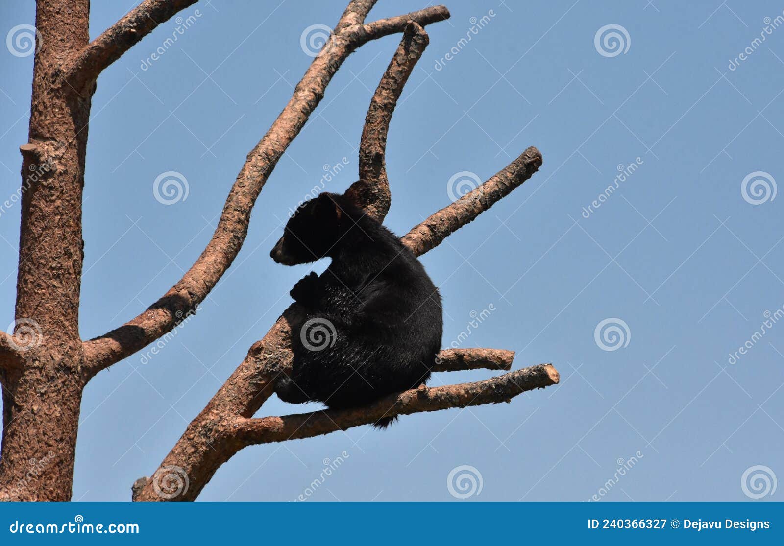 Adorable Black Bear Cub Sitting in a Tree Stock Image - Image of cubs ...