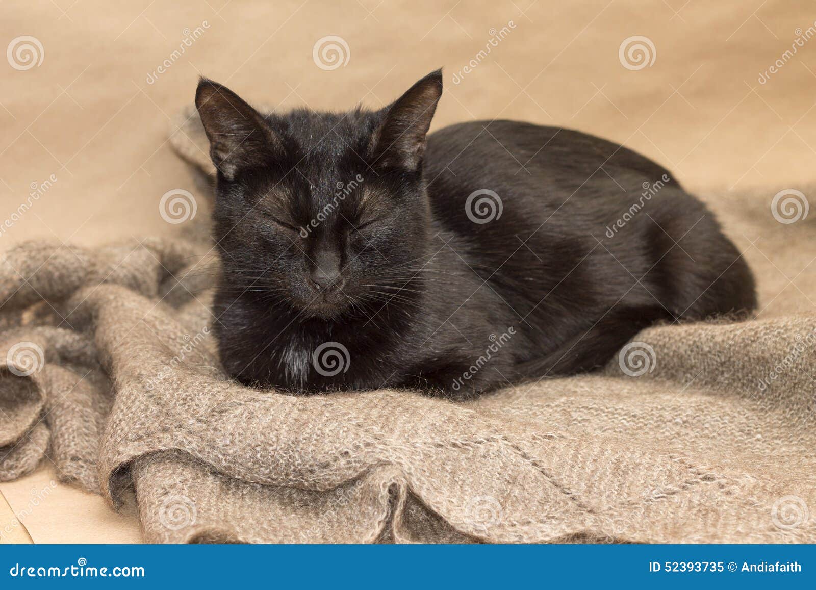Adorable Black Cat Basking on Warm Shawl Stock Image - Image of studio ...