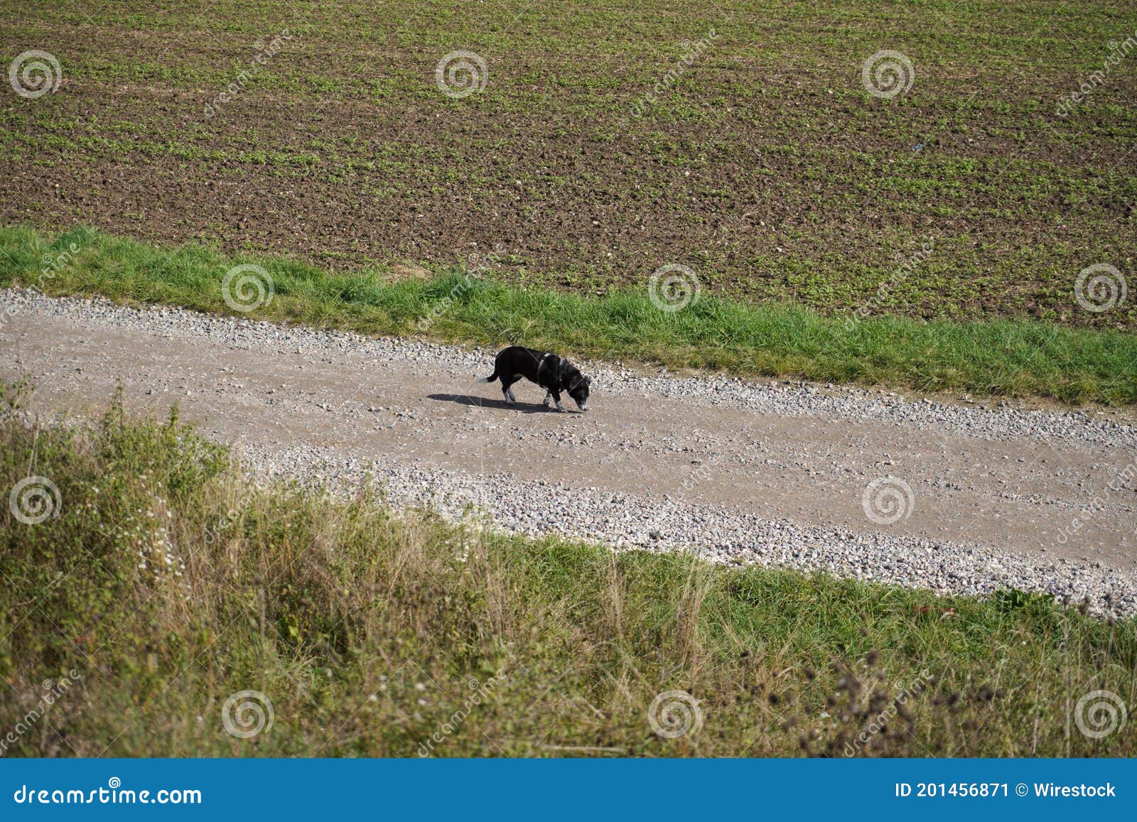 Adorable Black Dog Walking on the Rocky Pathway Stock Image - Image of ...