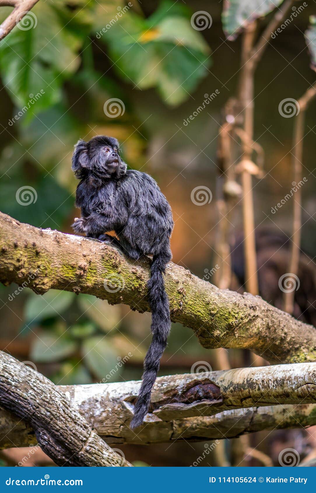 Adorable Black Goeldi Tiny Monkey Looking Backward Stock Photo - Image ...