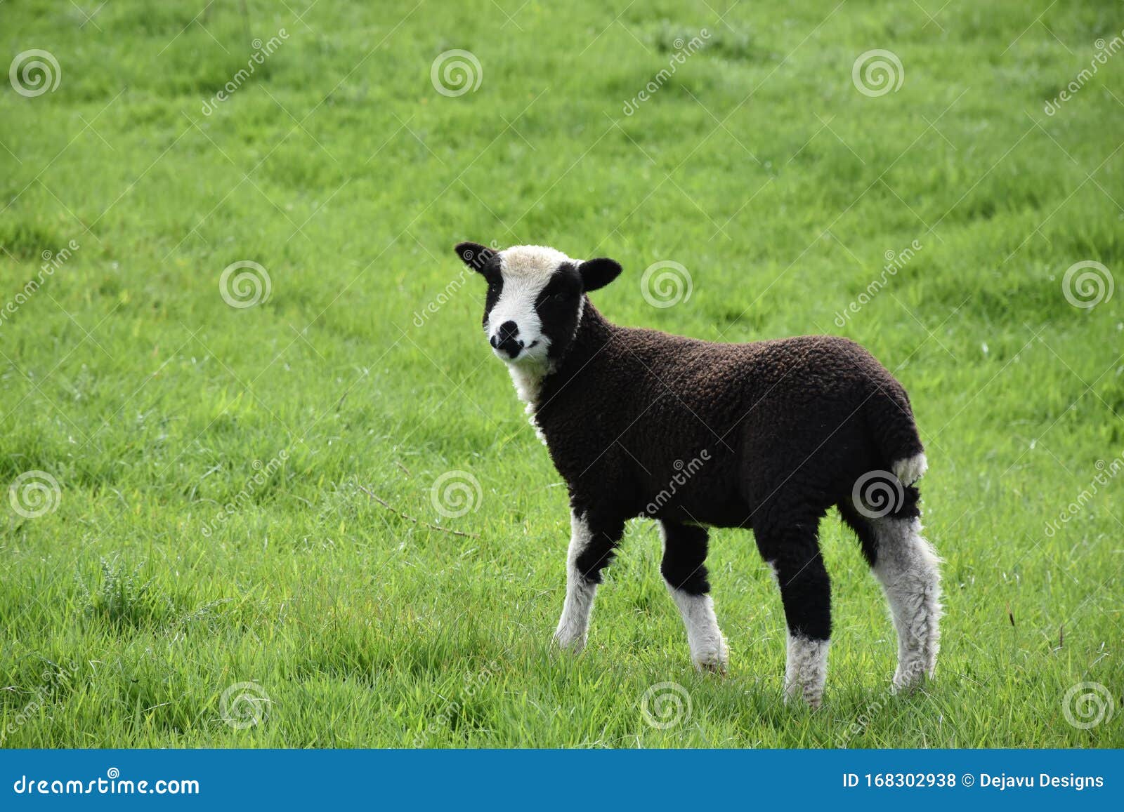 Adorable Black Lamb Looking Back Over His Shoulder Stock Photo - Image ...