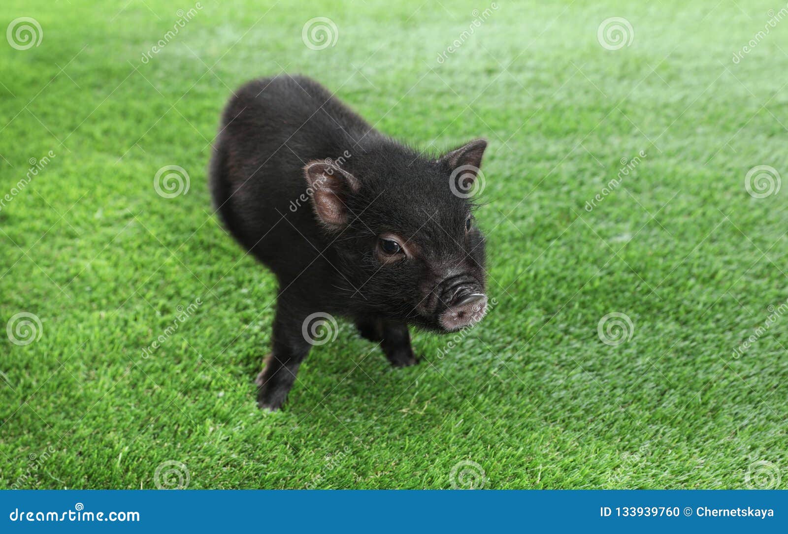 Adorable Black Mini Pig on Green Grass Stock Photo - Image of cute ...