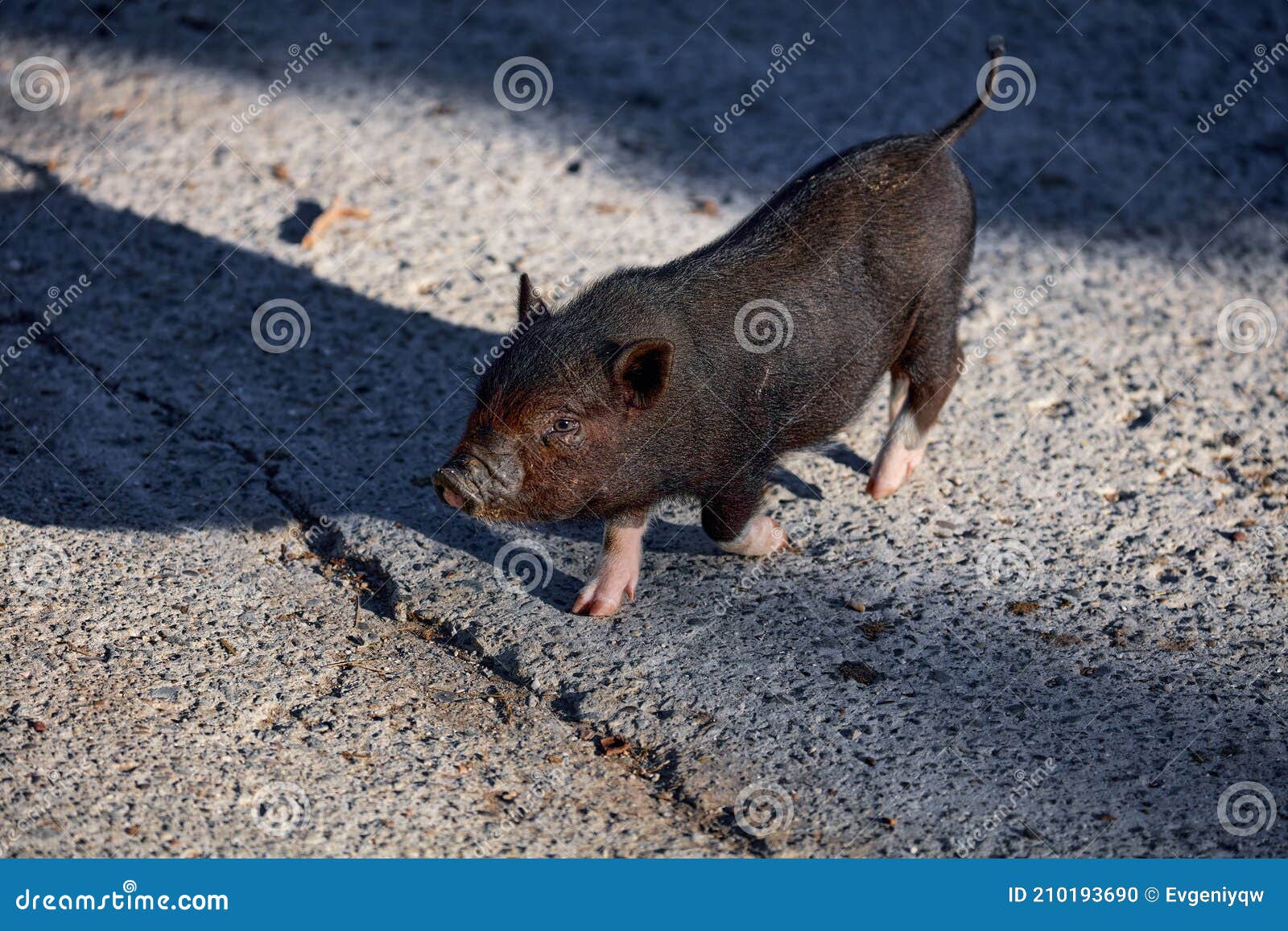 Adorable Black Mini Pig and Her Shadow Stock Photo - Image of ...