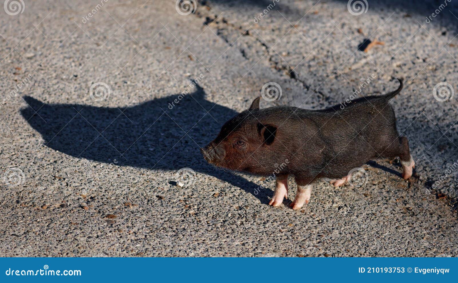 Adorable Black Mini Pig and Her Shadow Stock Image - Image of livestock ...