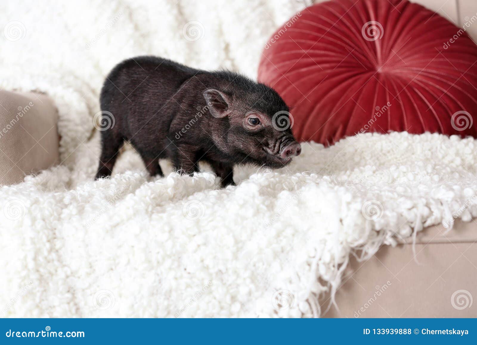 Adorable Black Mini Pig on Sofa Stock Photo - Image of mini, adorable ...