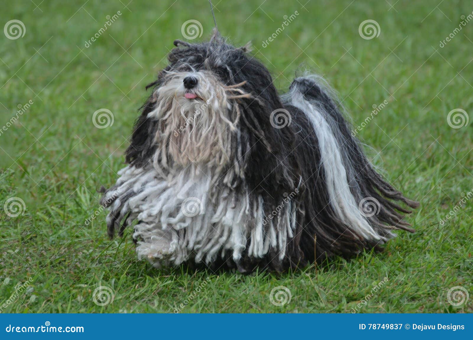 Adorable Black and White Puli Dog Stock Image - Image of water, puli ...
