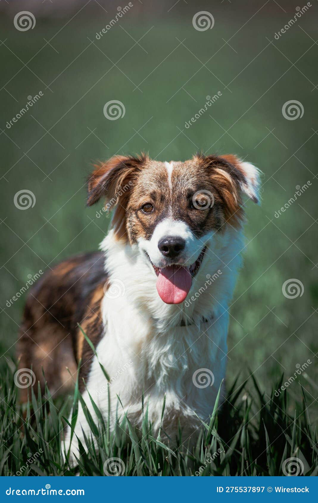 Adorable Border Collie Playing in a Park on a Sunny Day Stock Image ...