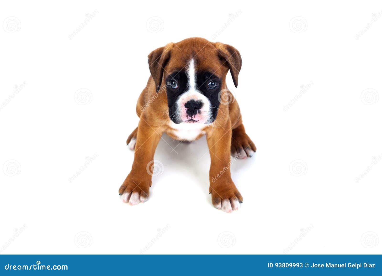Adorable Boxer Puppy Sitting Stock Image - Image of baby, childhood ...