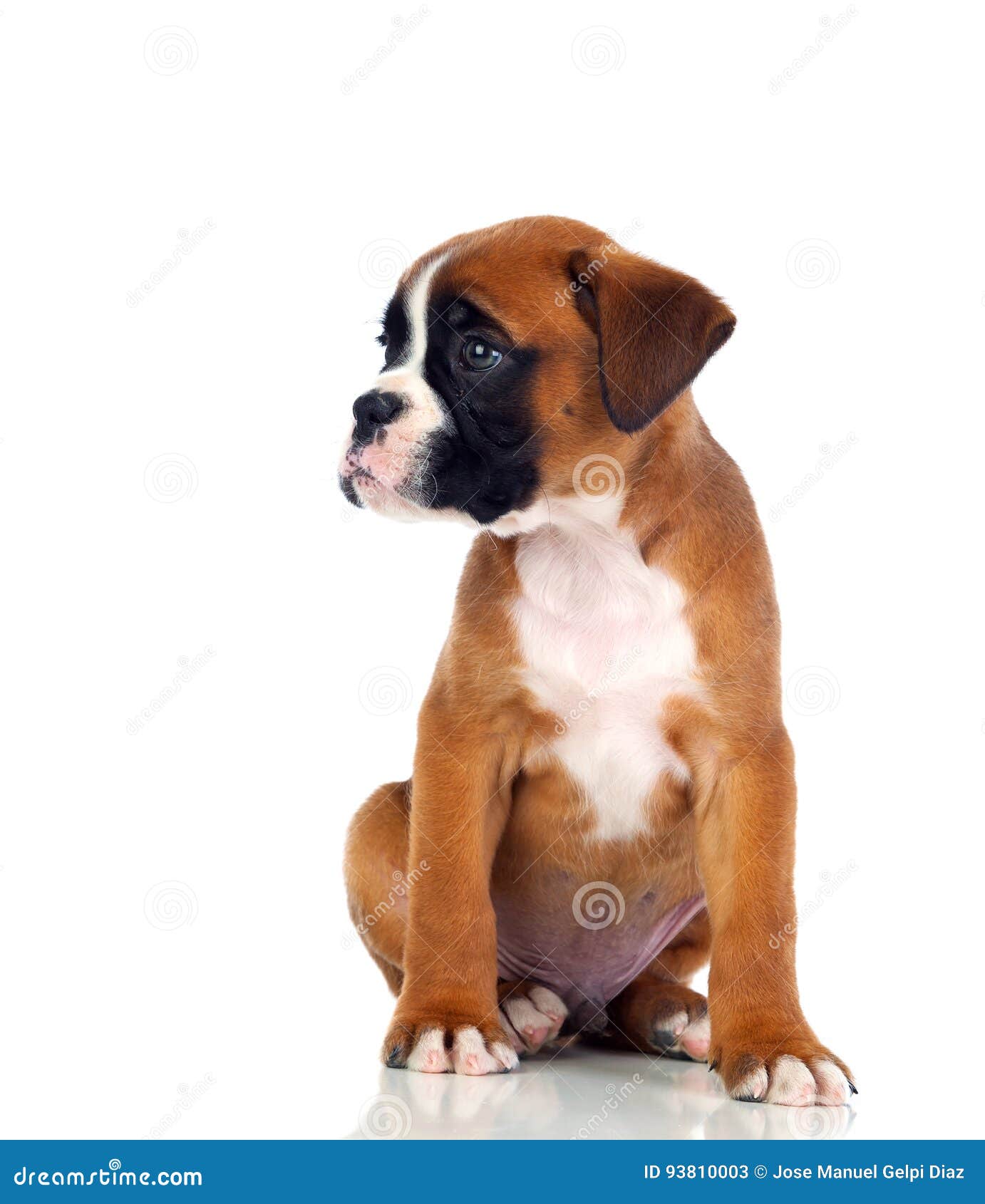 Adorable Boxer Puppy Sitting Stock Image - Image of pretty, looking ...
