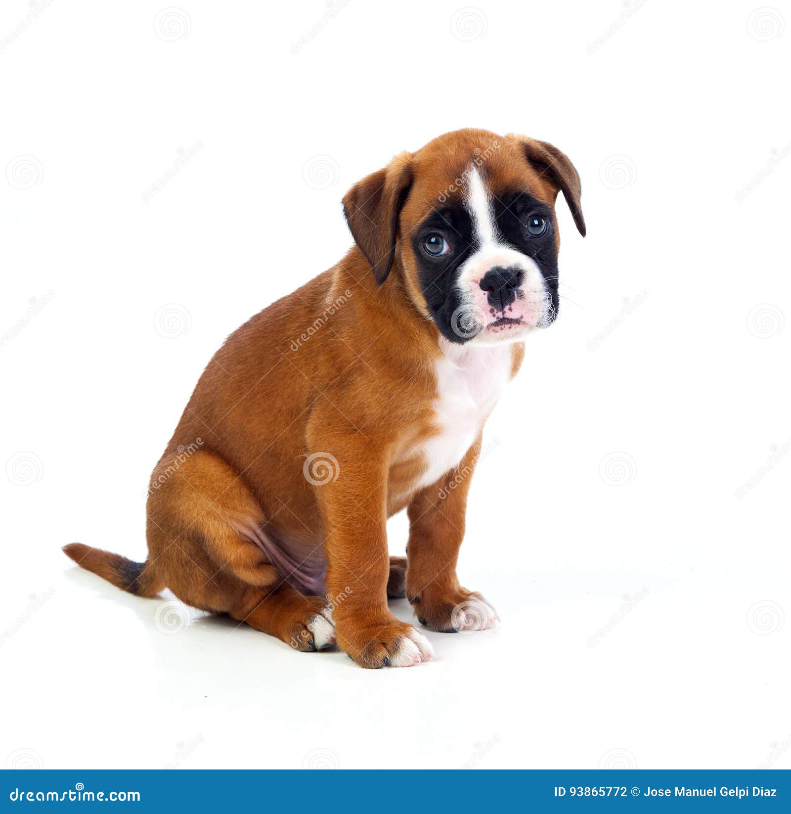 Adorable Boxer Puppy Sitting Stock Photo - Image of guard, funny: 93865772