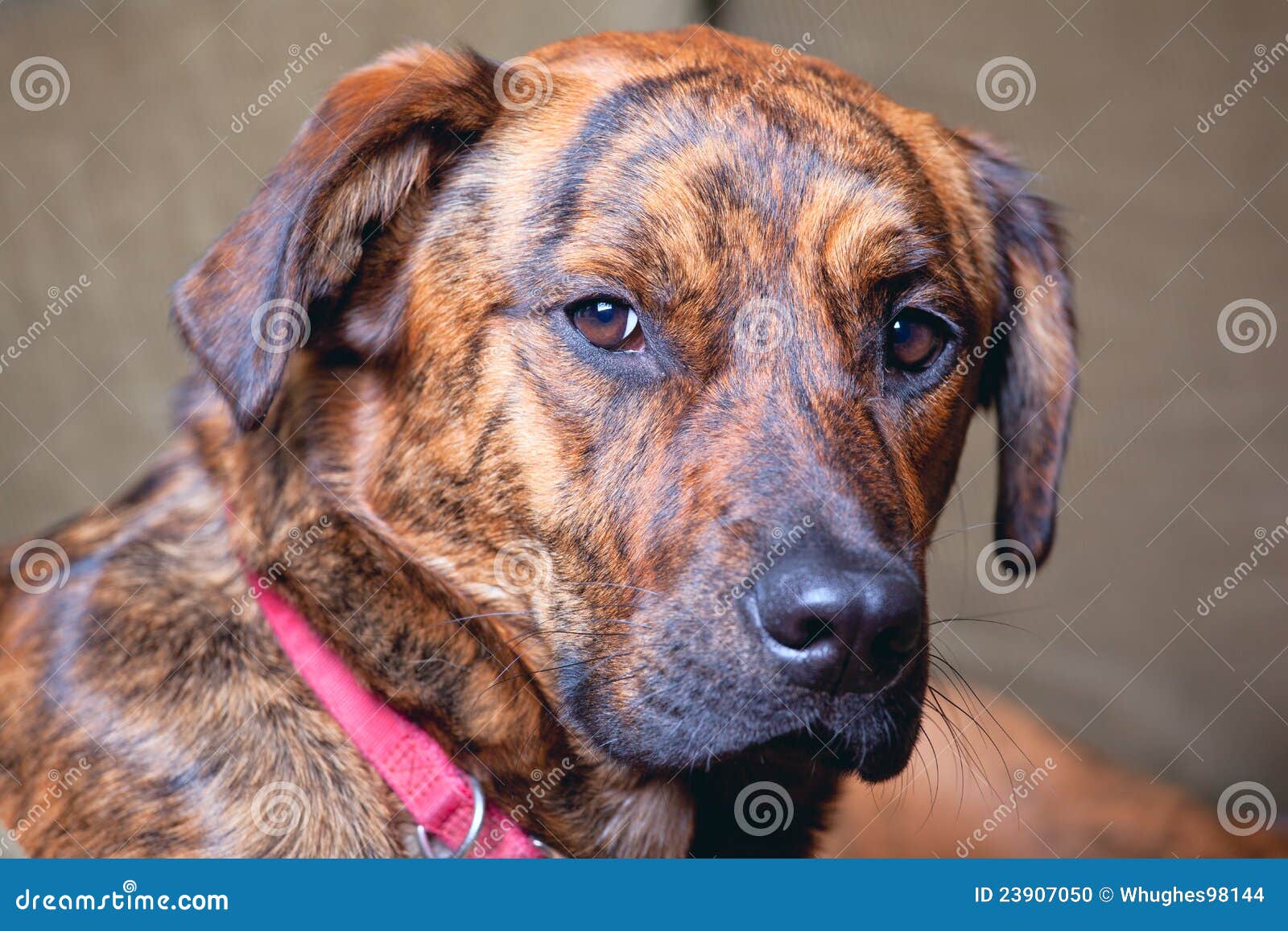 Adorable Brindled Hound Dog Stock Photo - Image of cute, eating: 23907050