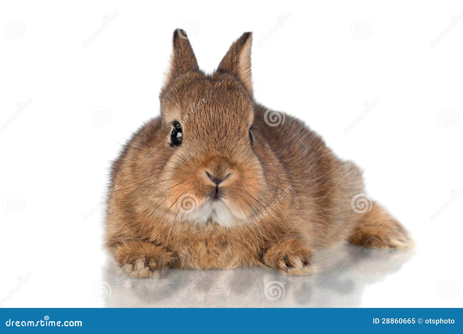 Adorable brown baby rabbit stock image. Image of domestic - 28860665