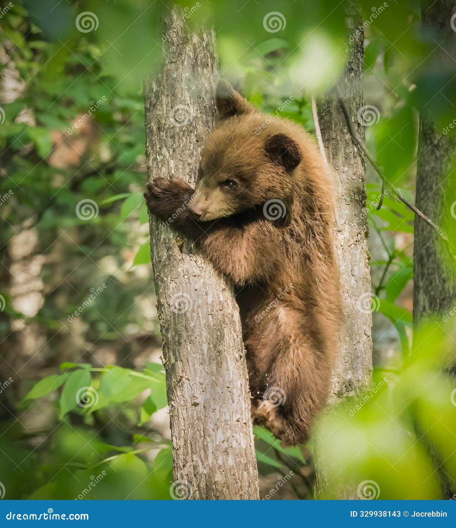 Adorable Brown Bear Cub Hugs a Tree in Spring Stock Image - Image of ...