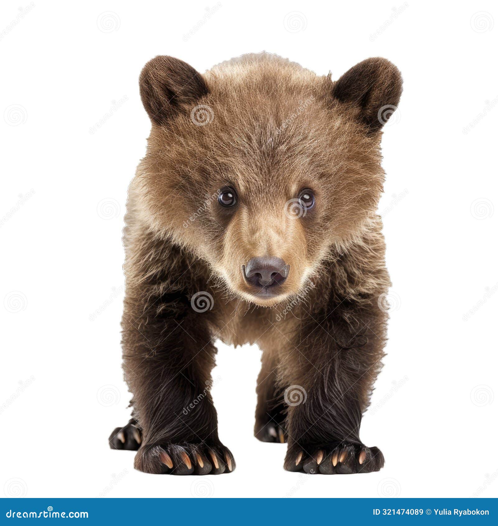 Adorable Brown Bear Cub Isolated on Transparent Background Stock Image - Image of omnivore ...