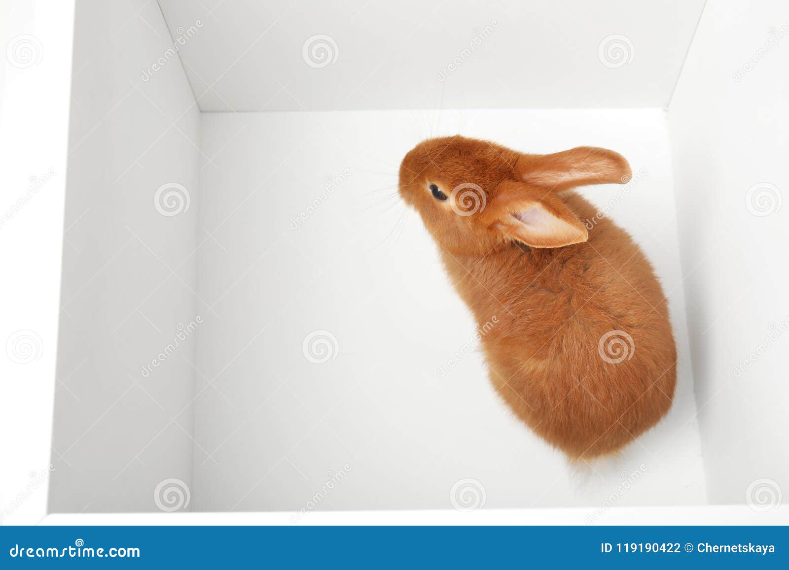 Adorable Brown Bunny Inside Stock Photo - Image of spring, rabbit ...