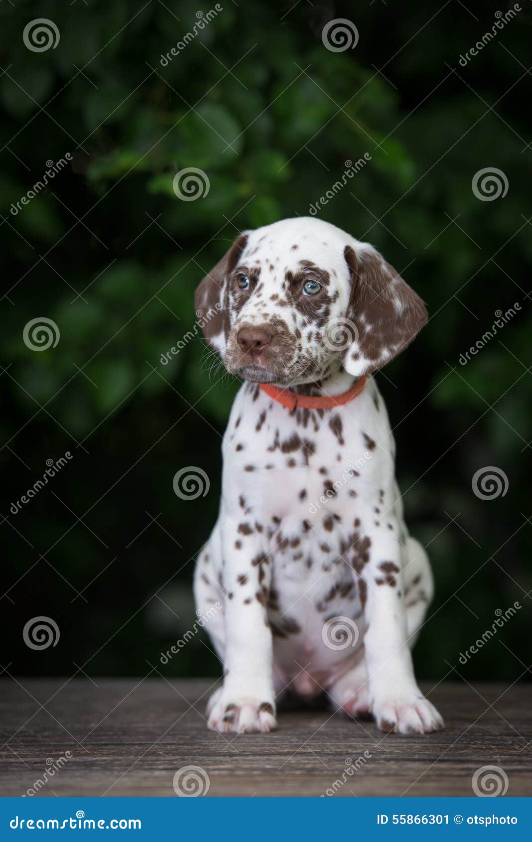 Adorable Brown Dalmatian Puppy Stock Image - Image of purebred ...