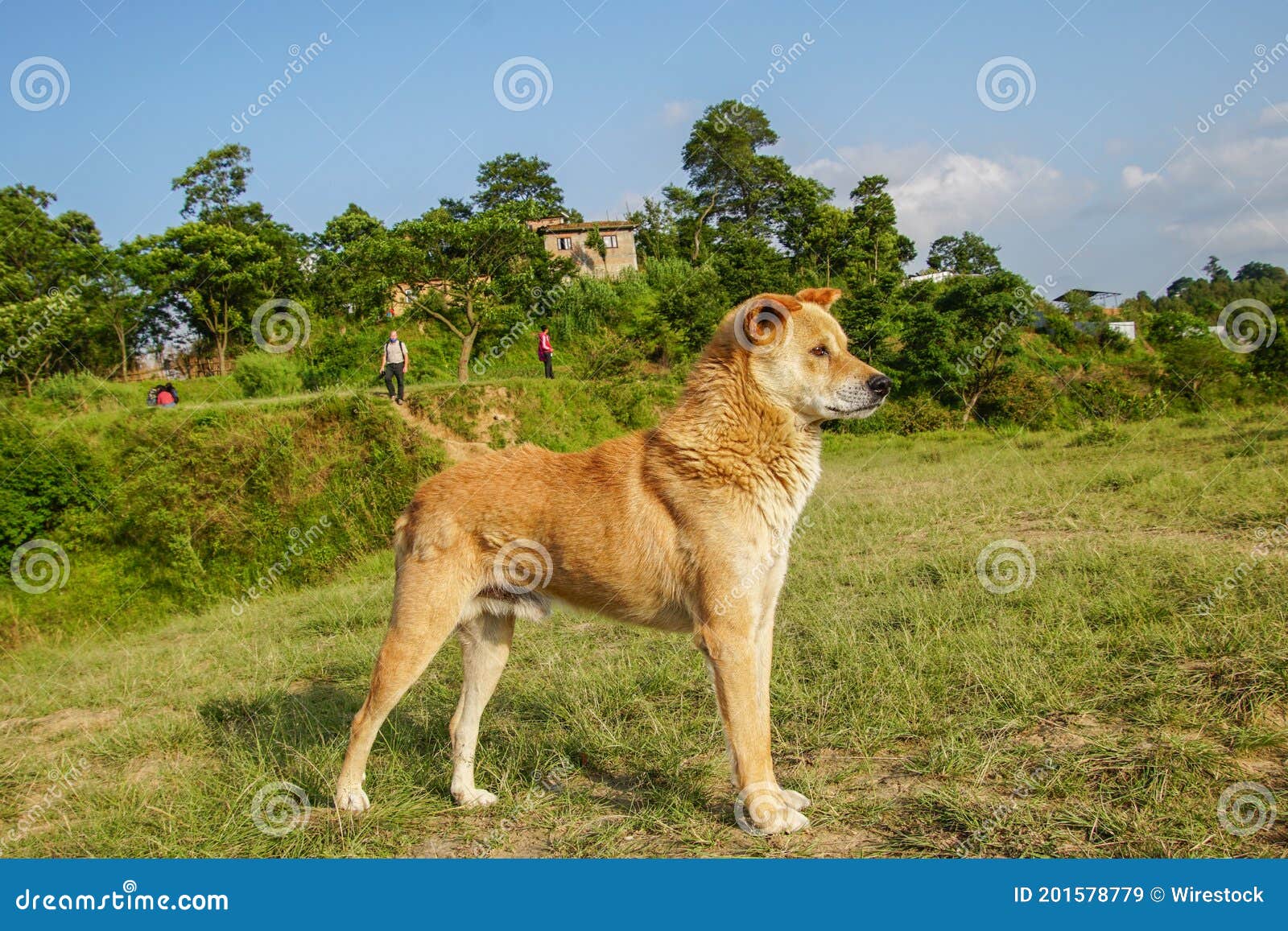 Adorable Brown Dog Standing in a Park Stock Image - Image of mountain ...