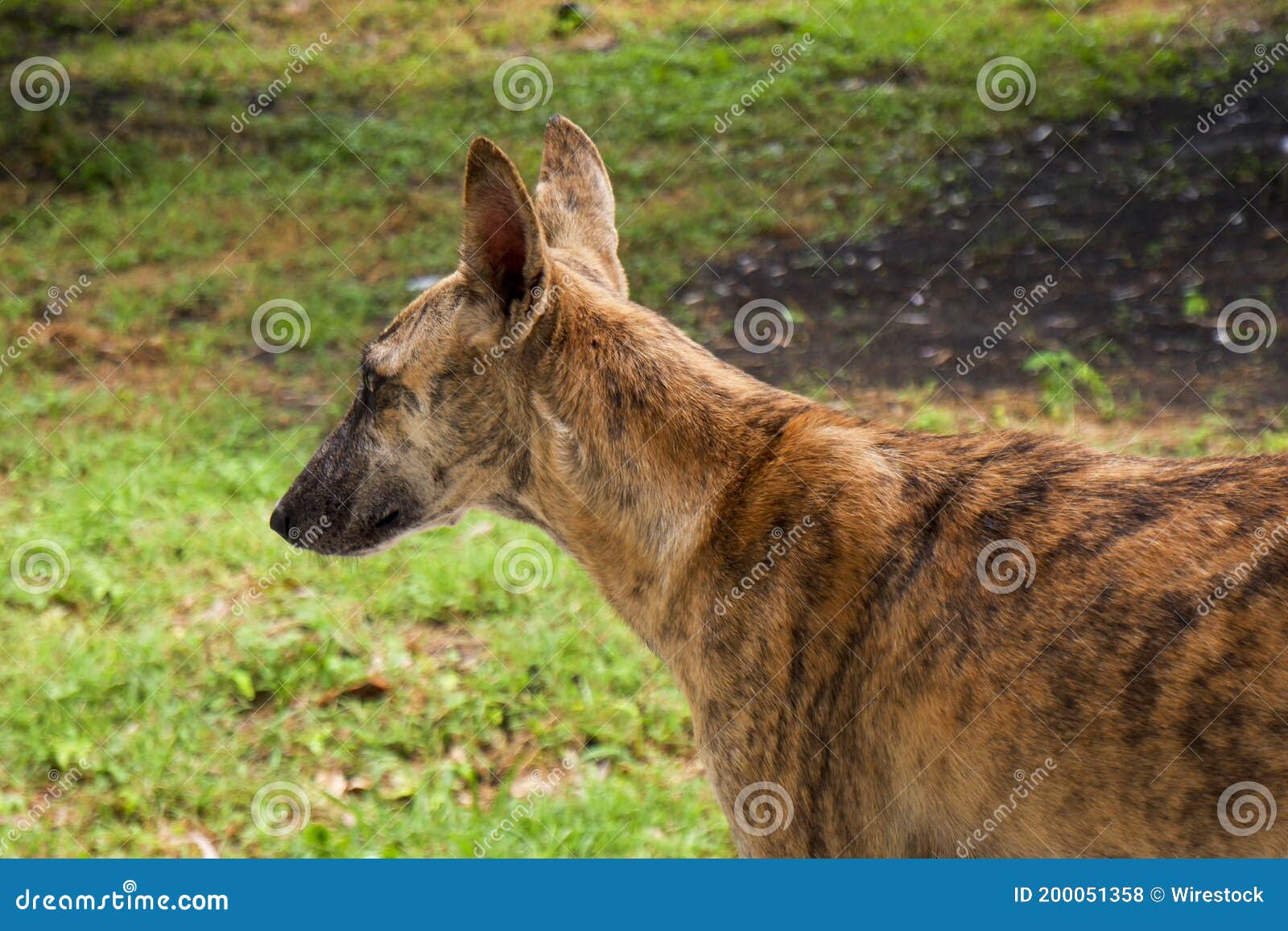 Adorable Brown Dog with Stripes Stock Photo - Image of animals ...