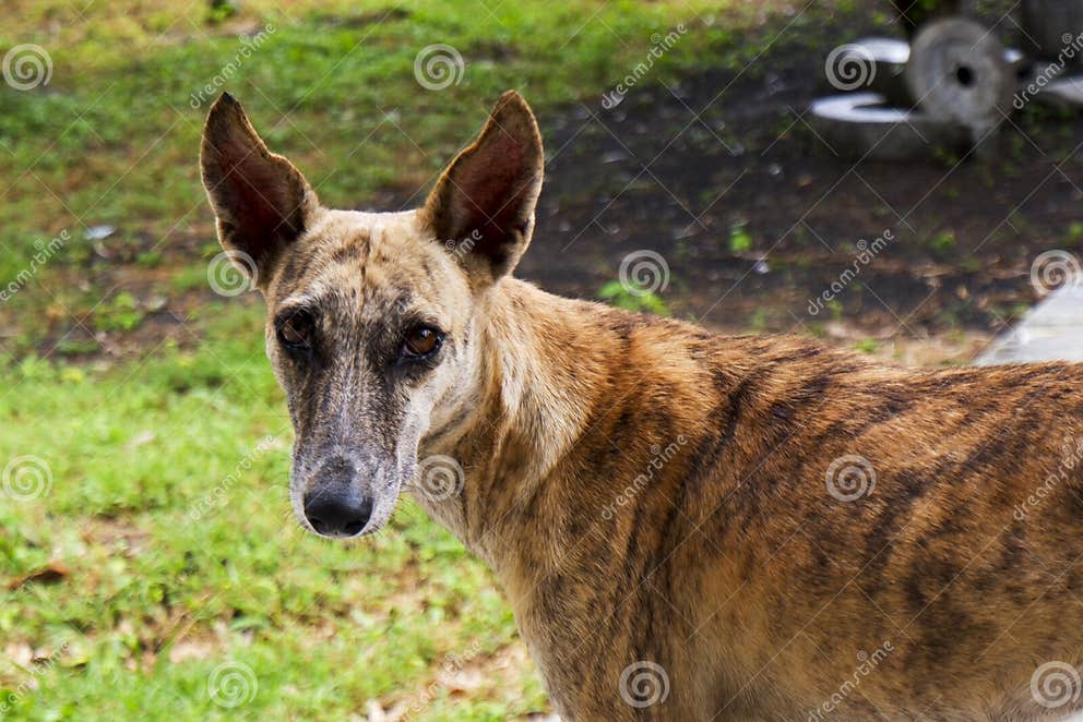 Adorable Brown Dog with Stripes Stock Photo - Image of pets, mammal ...