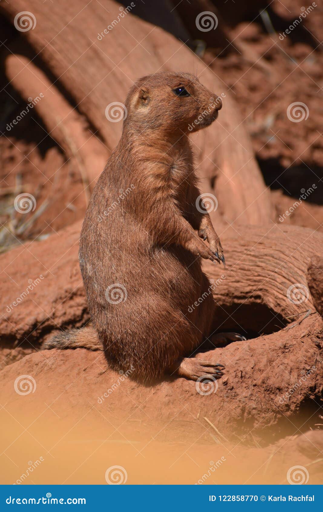 Adorable Brown Prairie Dog stock photo. Image of wildlife - 122858770