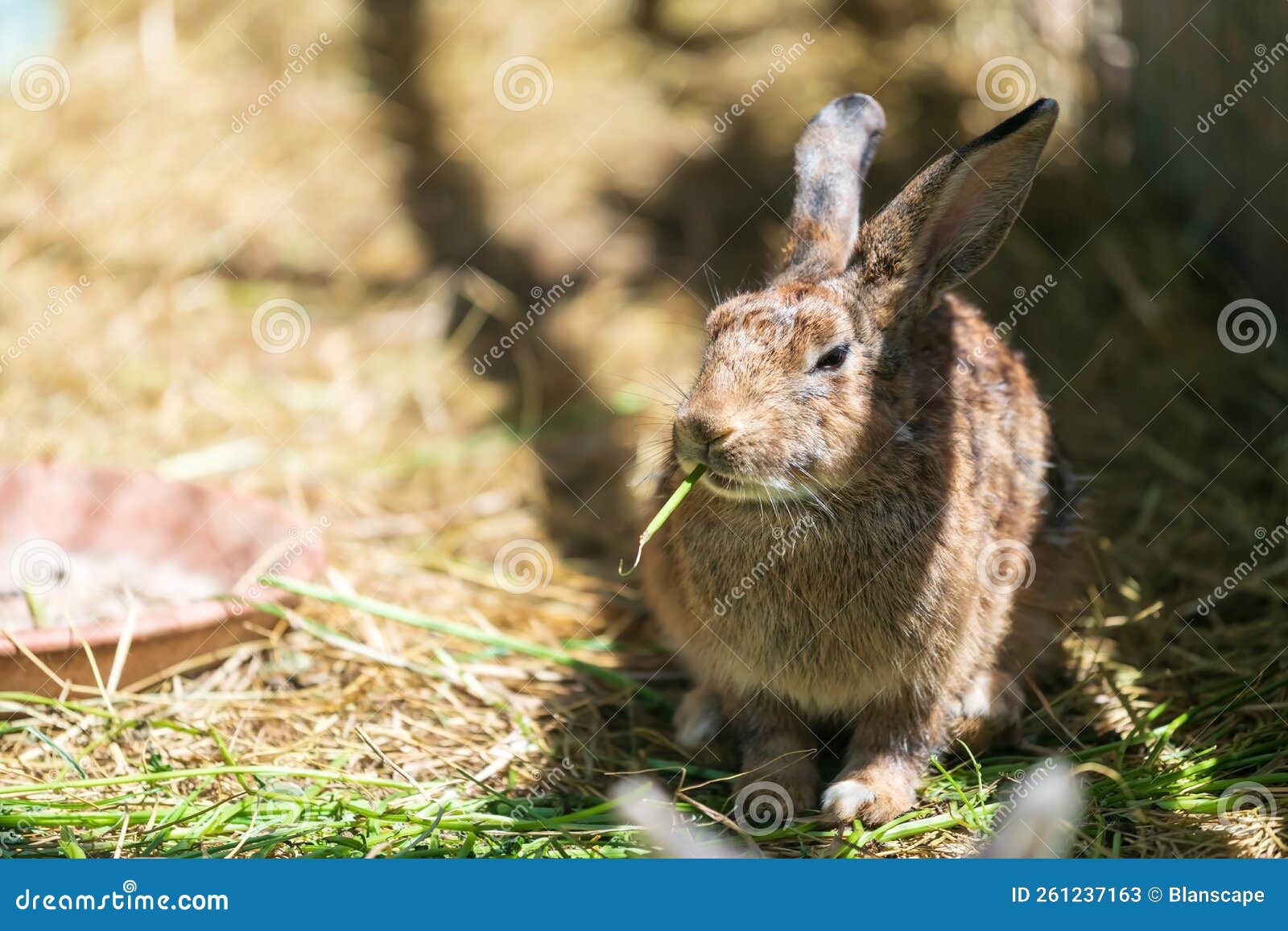 Adorable Brown Rabbit Eating Green Grass Inside Stable Stock Image ...