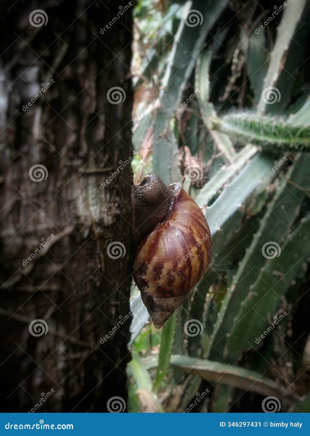 Shell Of Snail Lying In The Center Of Dry Umbel Royalty-Free Stock ...