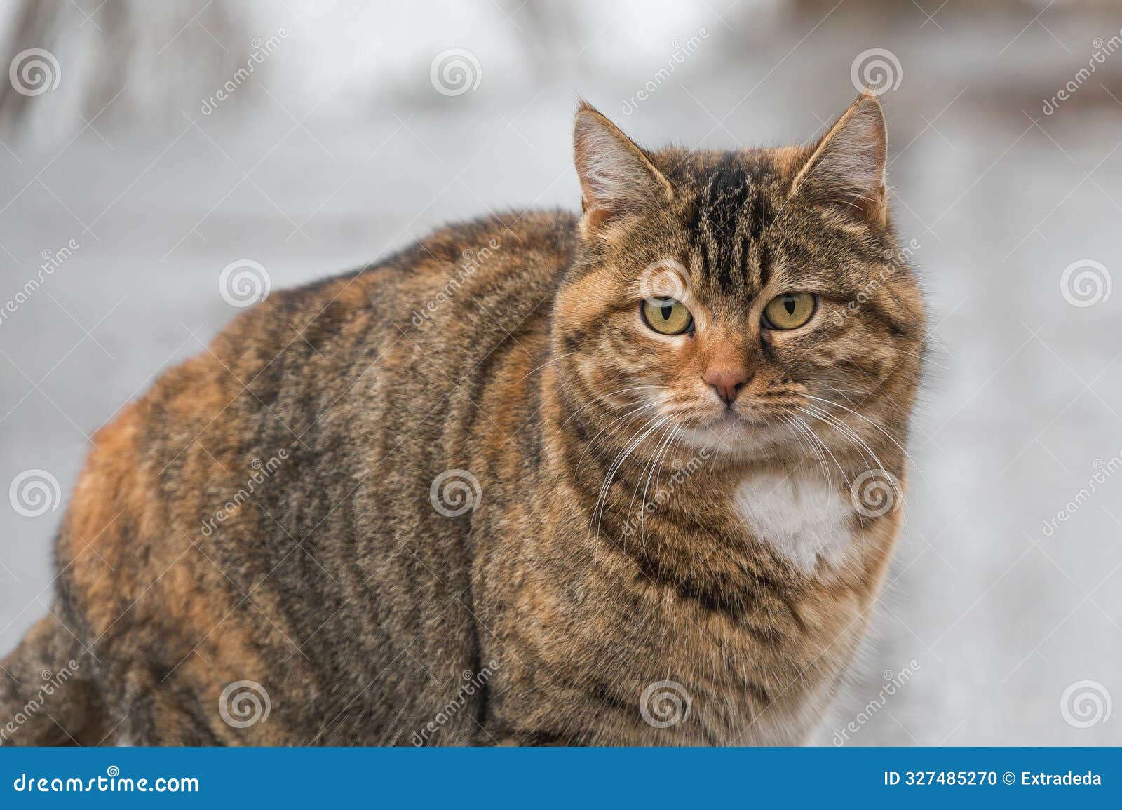 Adorable Brown Tabby Cat Posing for the Camera. Stock Photo - Image of ...