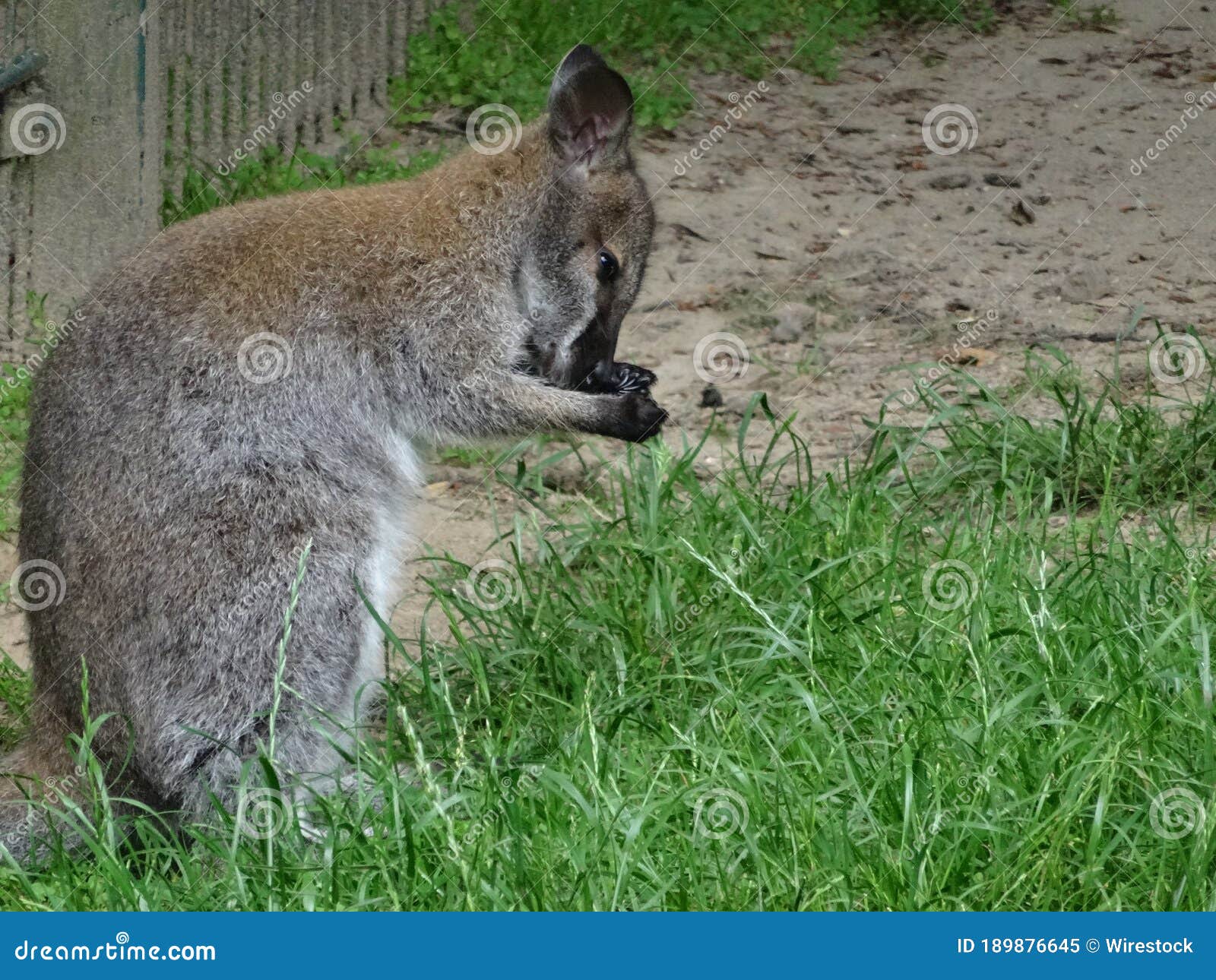Adorable Brown Wallaby on the Grass in the Zoo Stock Image - Image of ...