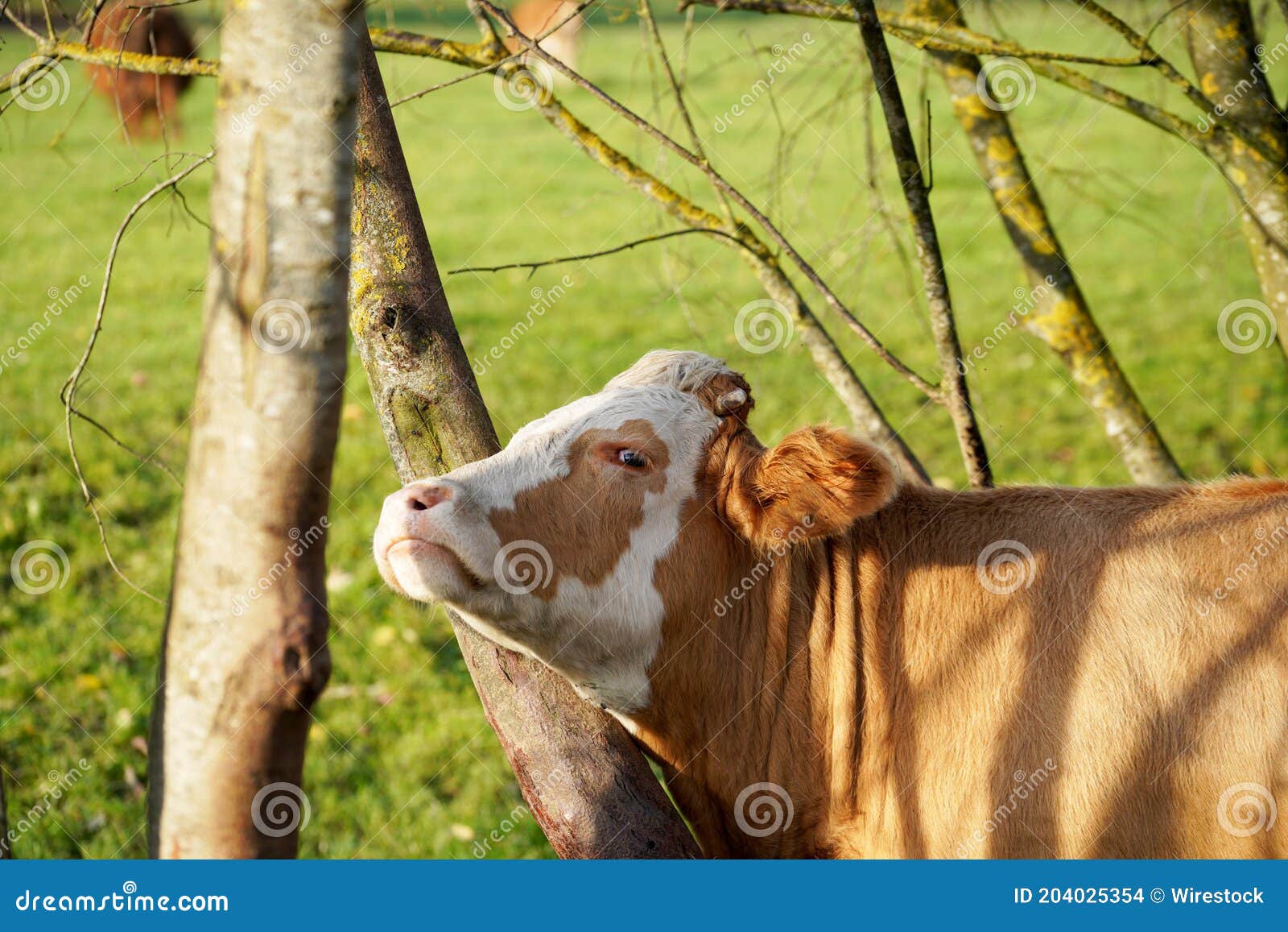 Adorable Brown and White Caw in the Middle of Trees Stock Photo - Image ...