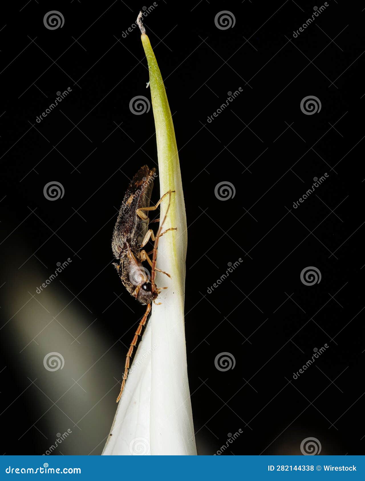 A Tiny Insect Perched on the Top of a White Flower Stock Photo - Image ...