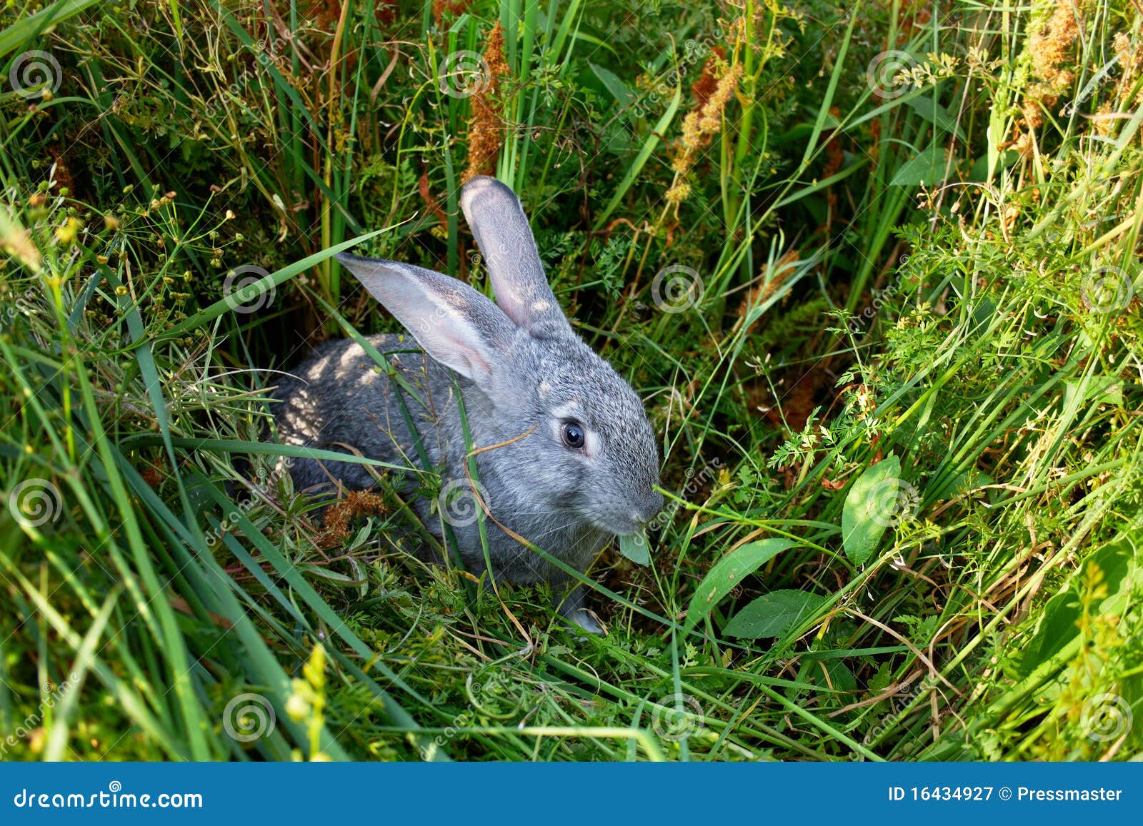 Adorable bunny stock image. Image of grass, cautious - 16434927