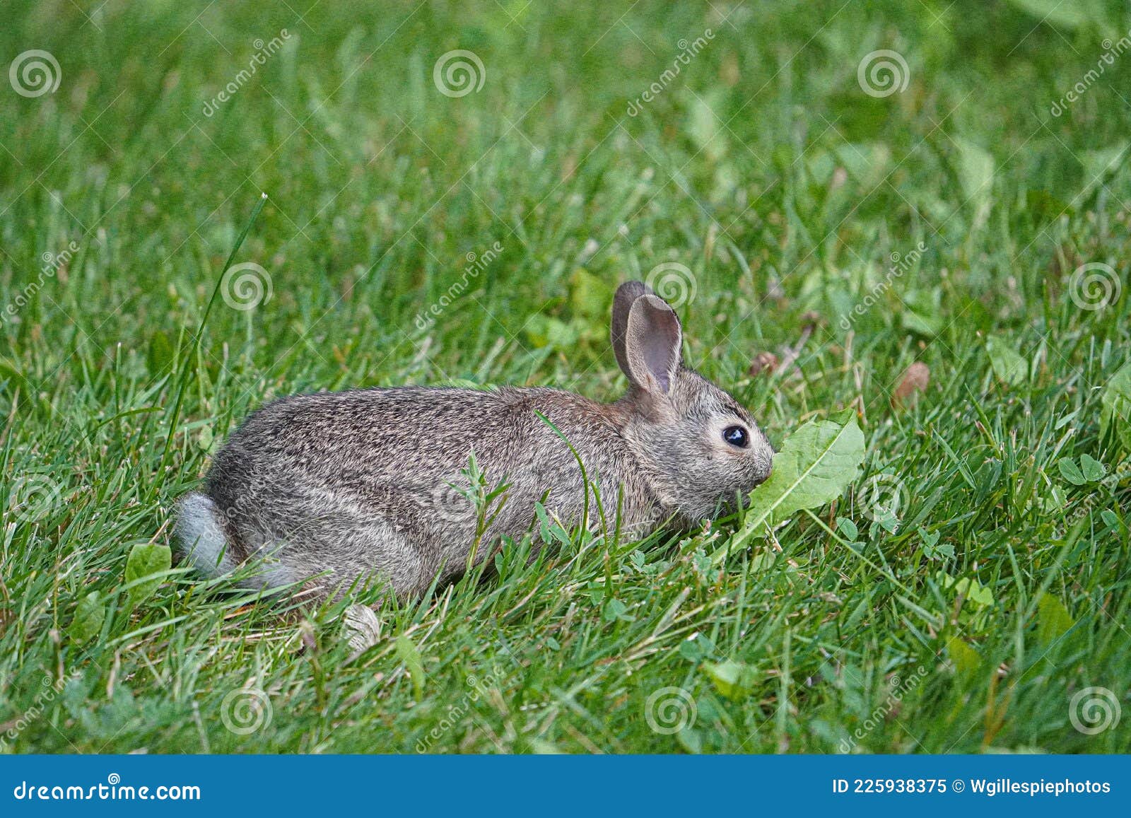 An Adorable Bunny Eats a Green Leaf Stock Image - Image of adorable ...