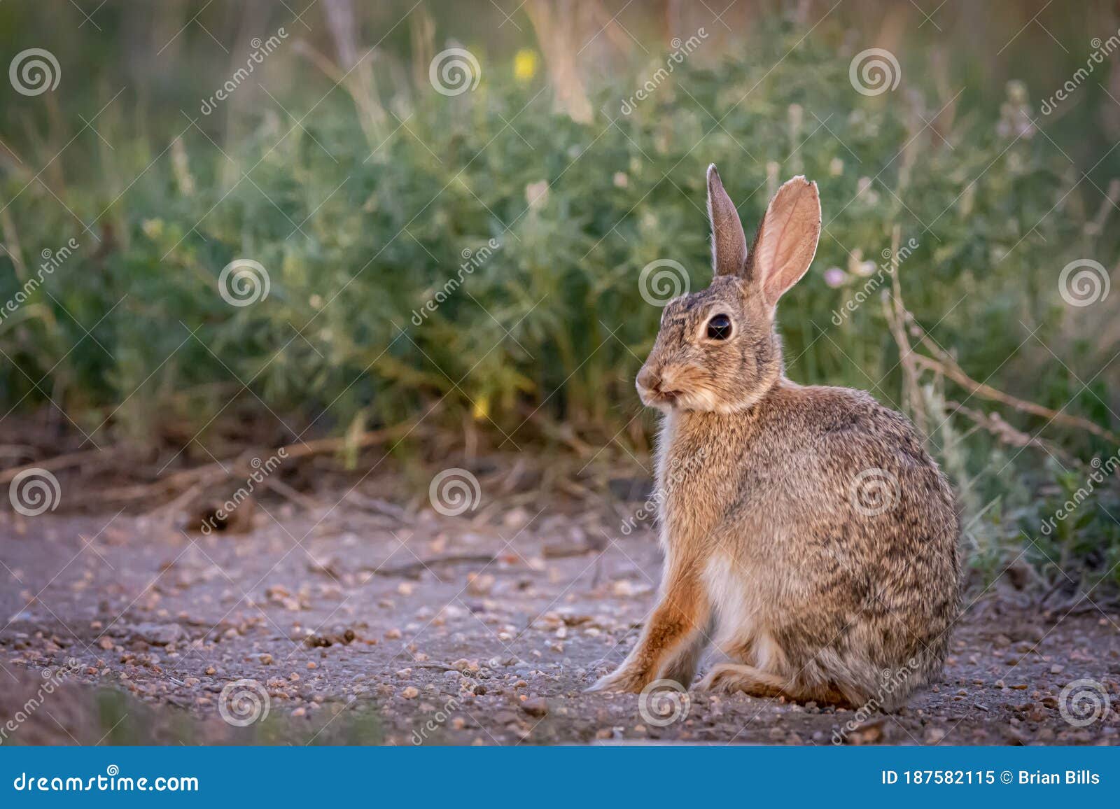 Adorable bunny in a field stock image. Image of sitting - 187582115
