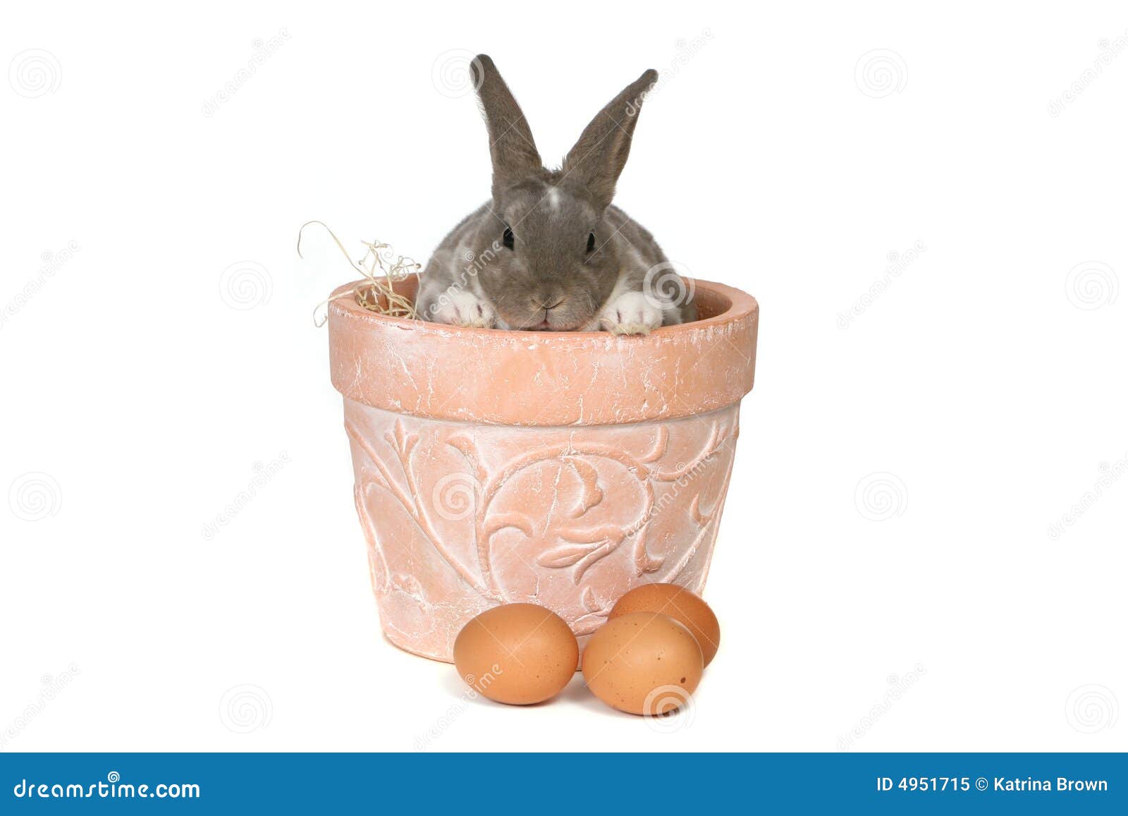 Adorable Bunny in Pot on White Background Stock Image - Image of ...