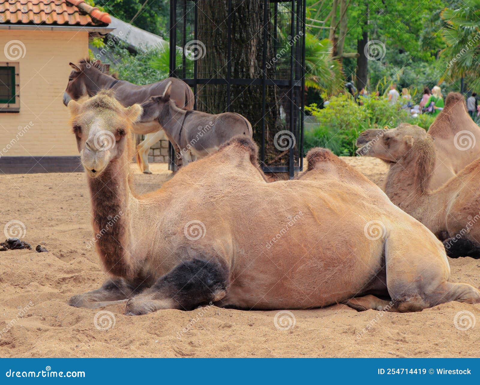 Adorable Camel Resting on Sand in the Zoo Stock Image - Image of ...