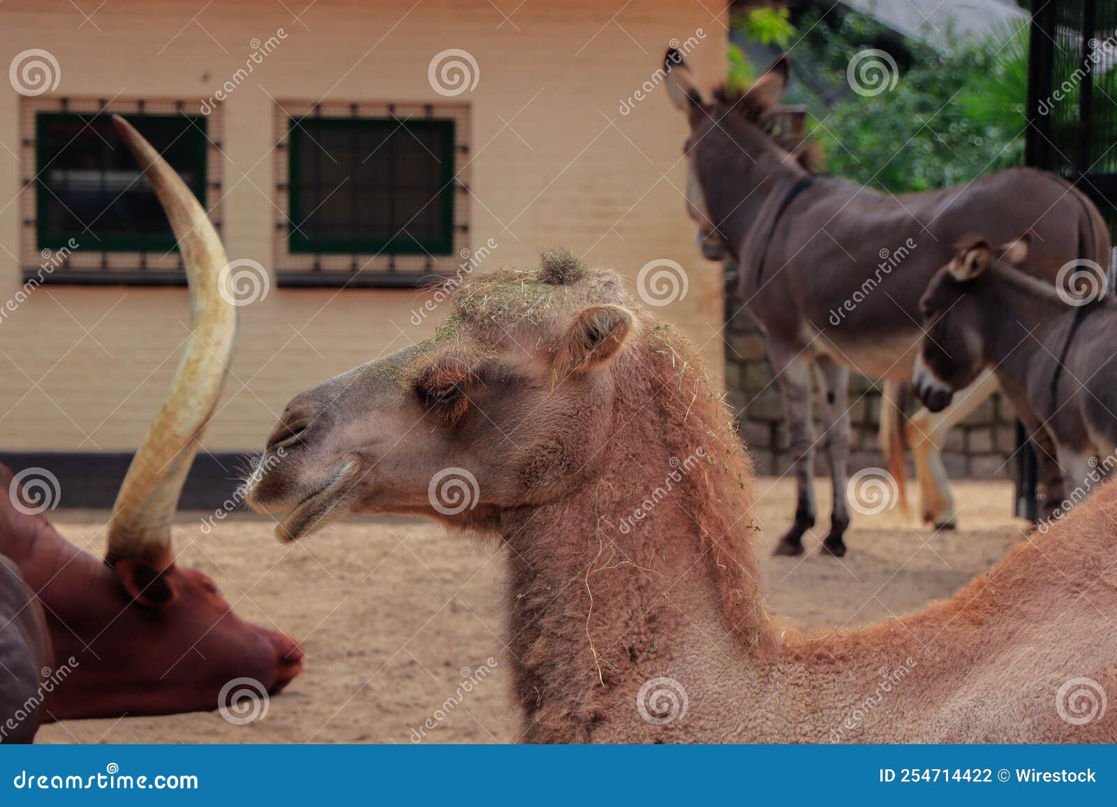 Adorable Camel Resting on Sand in the Zoo Stock Photo - Image of sand ...
