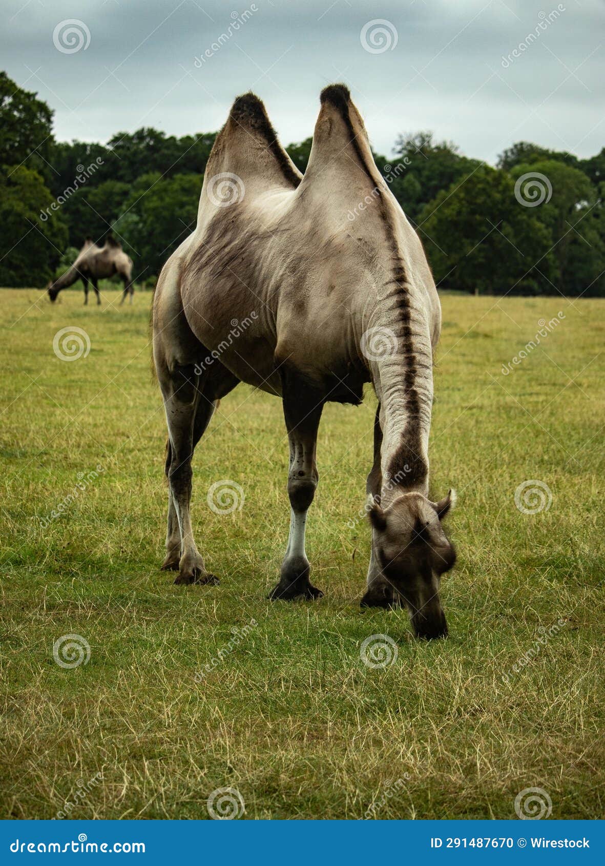 Adorable Camel Standing in a Lush Green Grassland with Tall Trees in ...