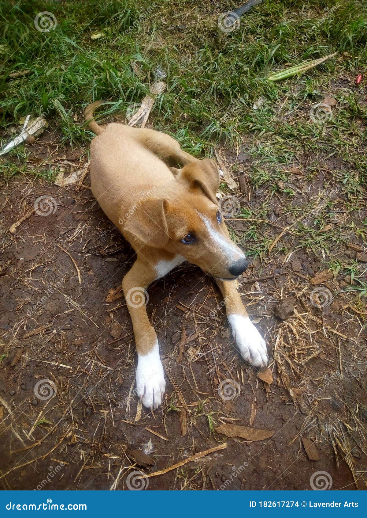 Adorable caramelo foto de archivo. Imagen de perrito - 182617274