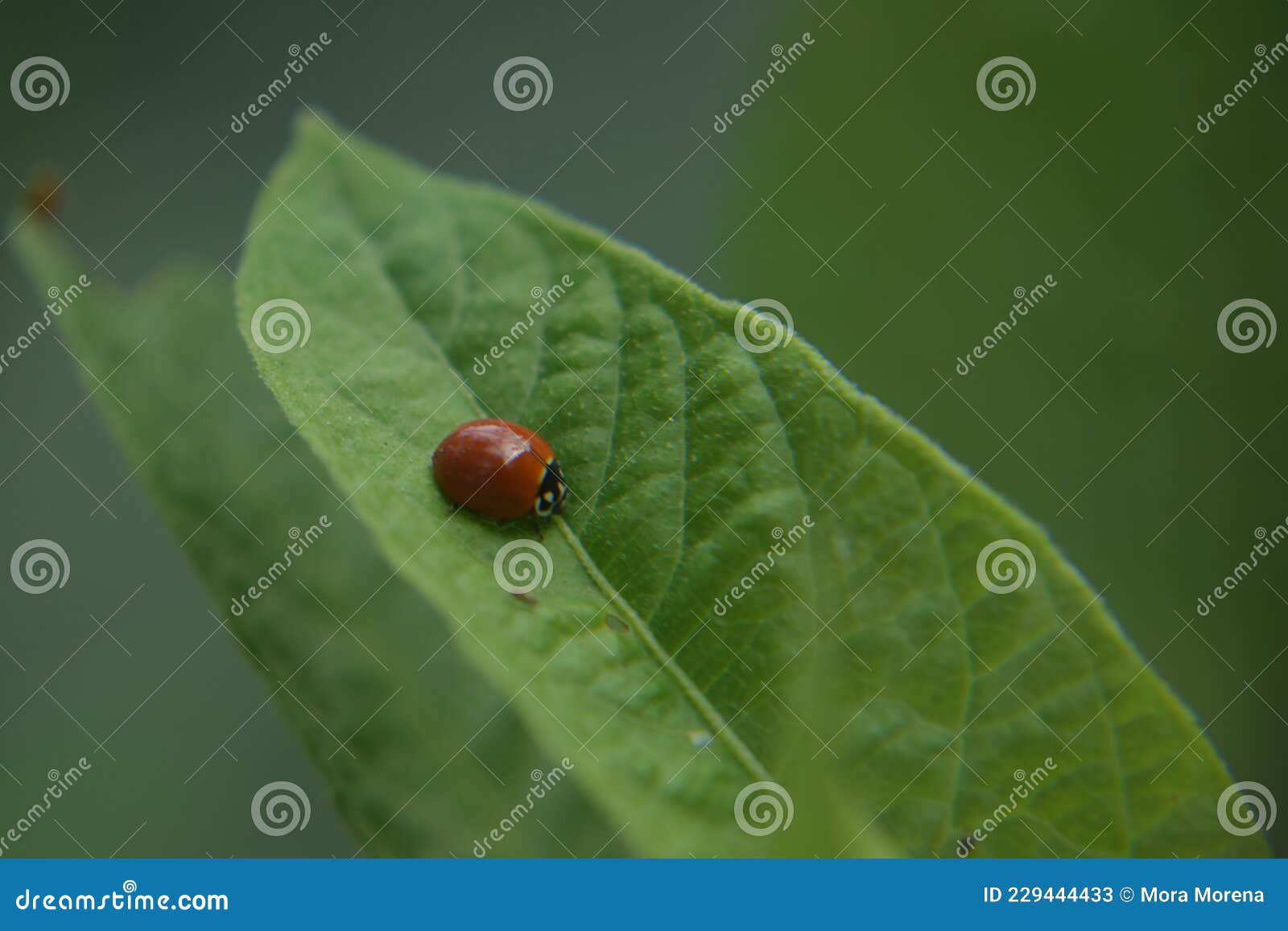 Adorable carmine red bug stock image. Image of leaf - 229444433