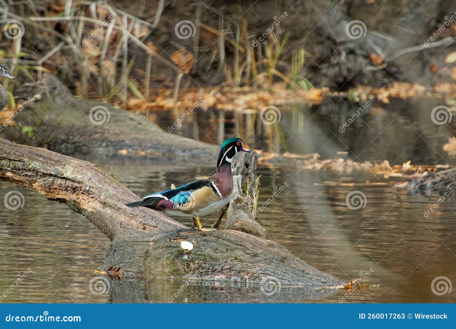 Adorable Caroline Duck Standing on the Tree Trunk in the River Stock ...