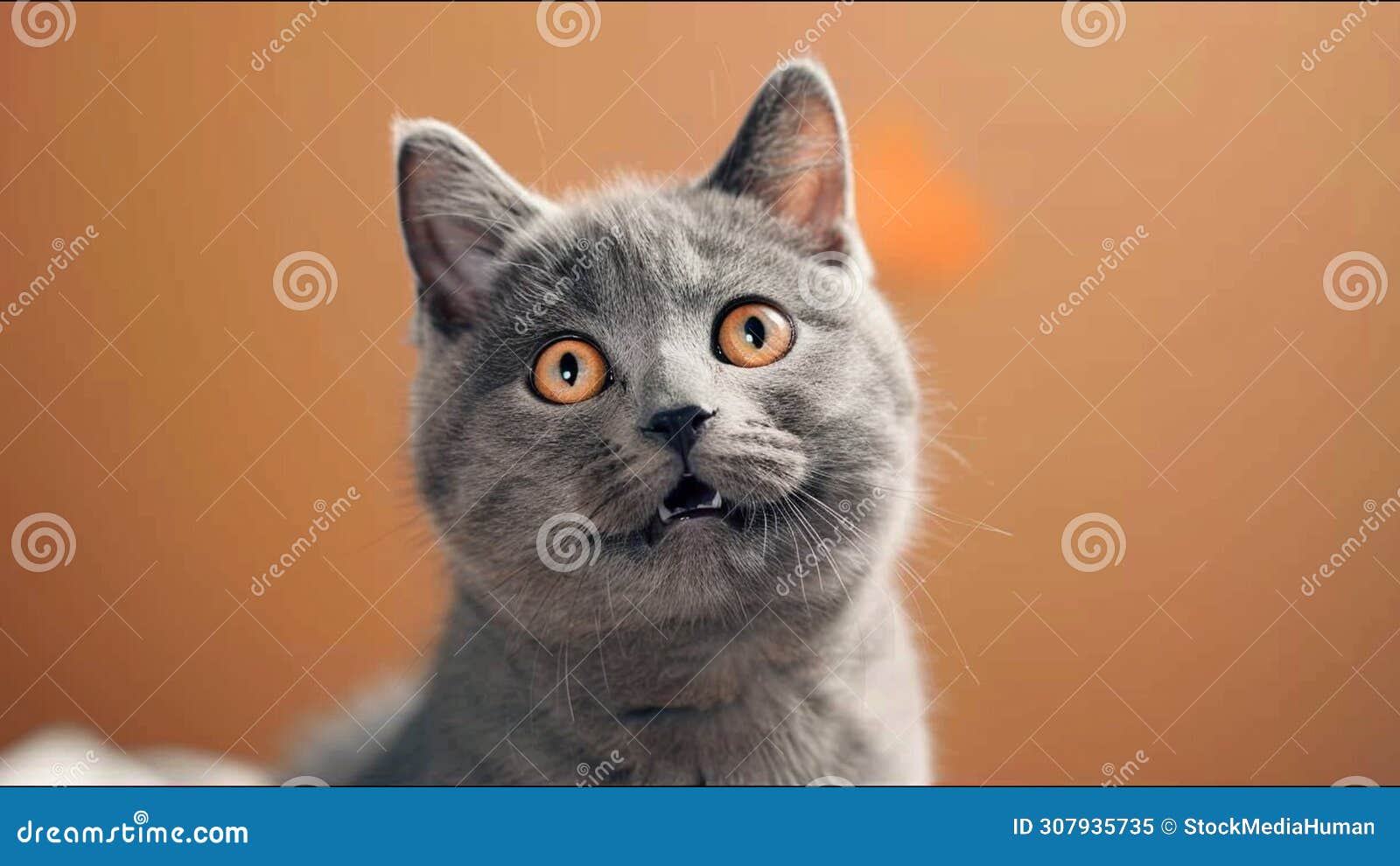 Adorable Cat Cute Kitty Charming Inquisitive Lovable Pet Stock ...