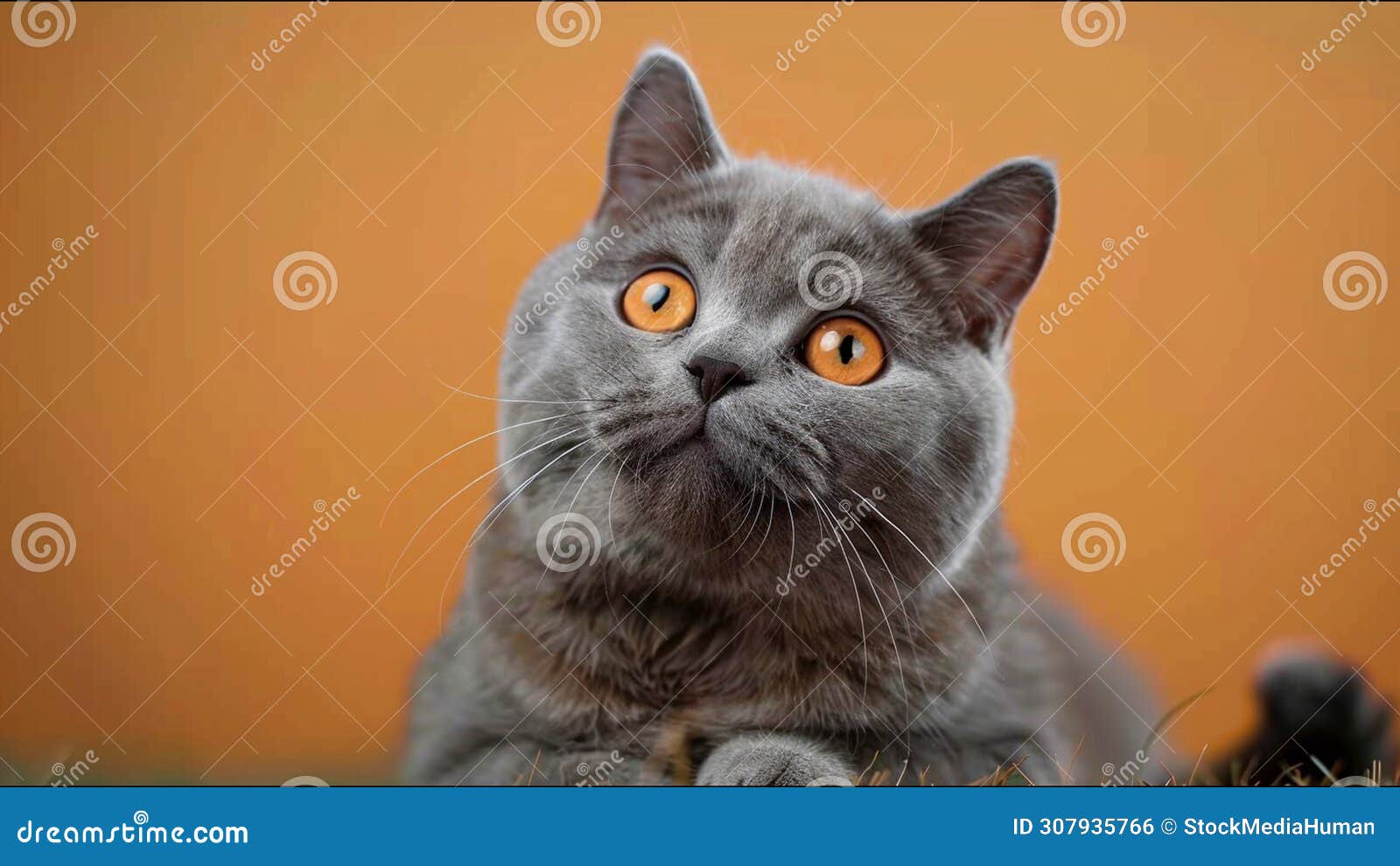 Adorable Cat Cute Kitty Charming Inquisitive Lovable Pet Stock ...