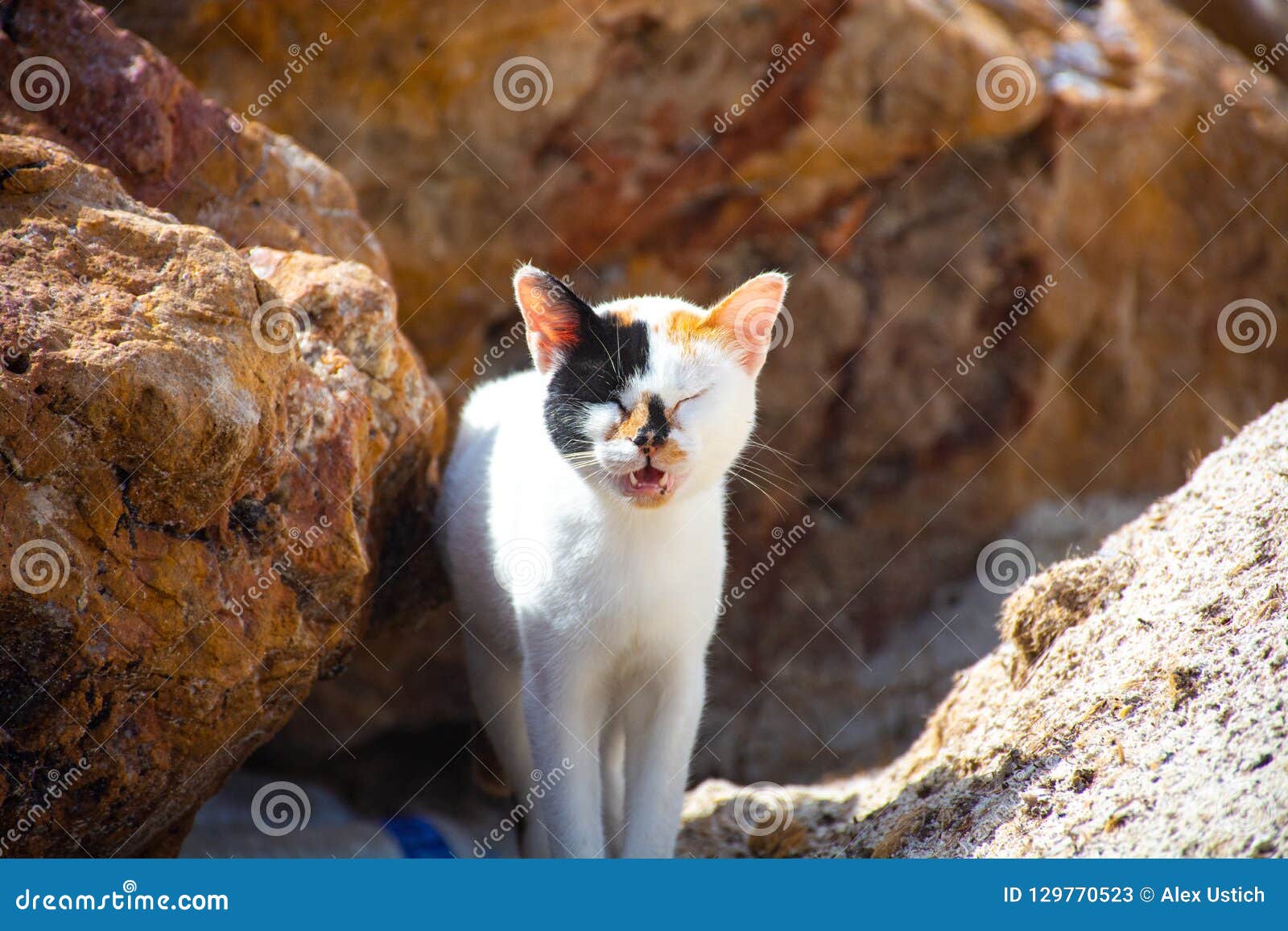 Adorable cat stock image. Image of cute, animal, sunny - 129770523