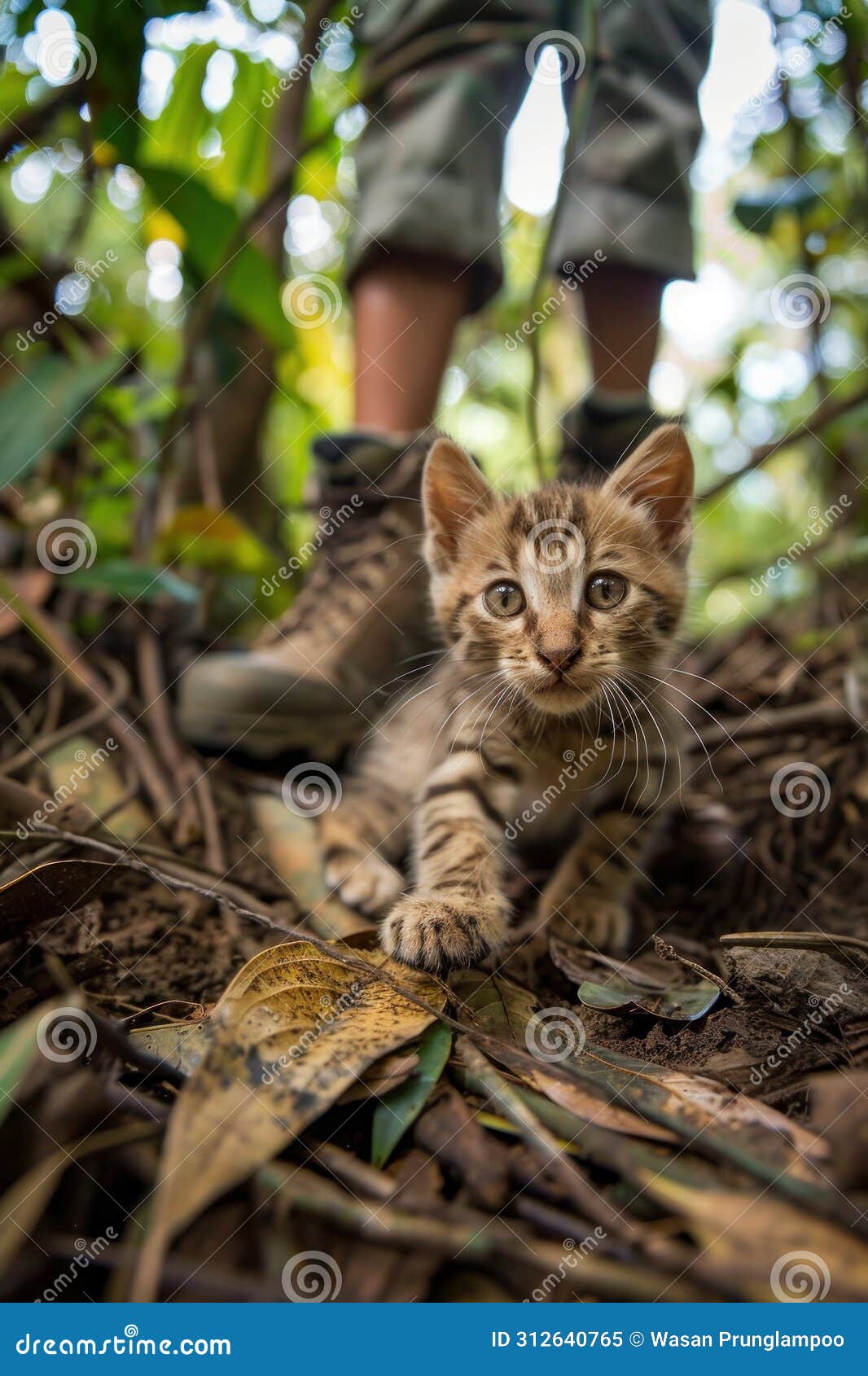 Adorable Cat, Exploring Expert, Tiny Boots, Jungle Backdrop, Intrepid ...