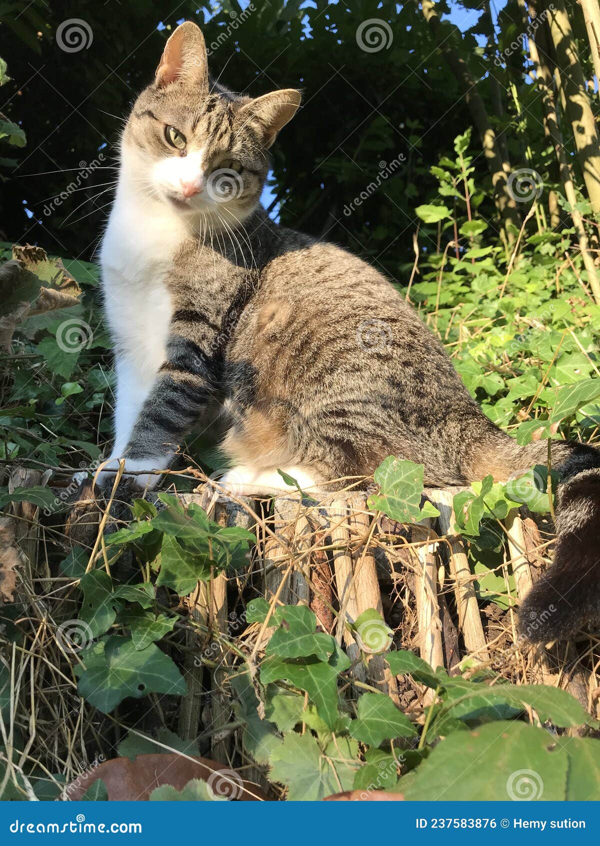 Adorable cat face stock photo. Image of british, nature - 237583876