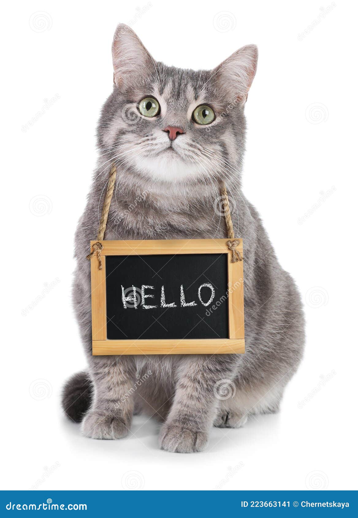 Adorable Cat with Hello Sign on White Background Stock Image - Image of ...