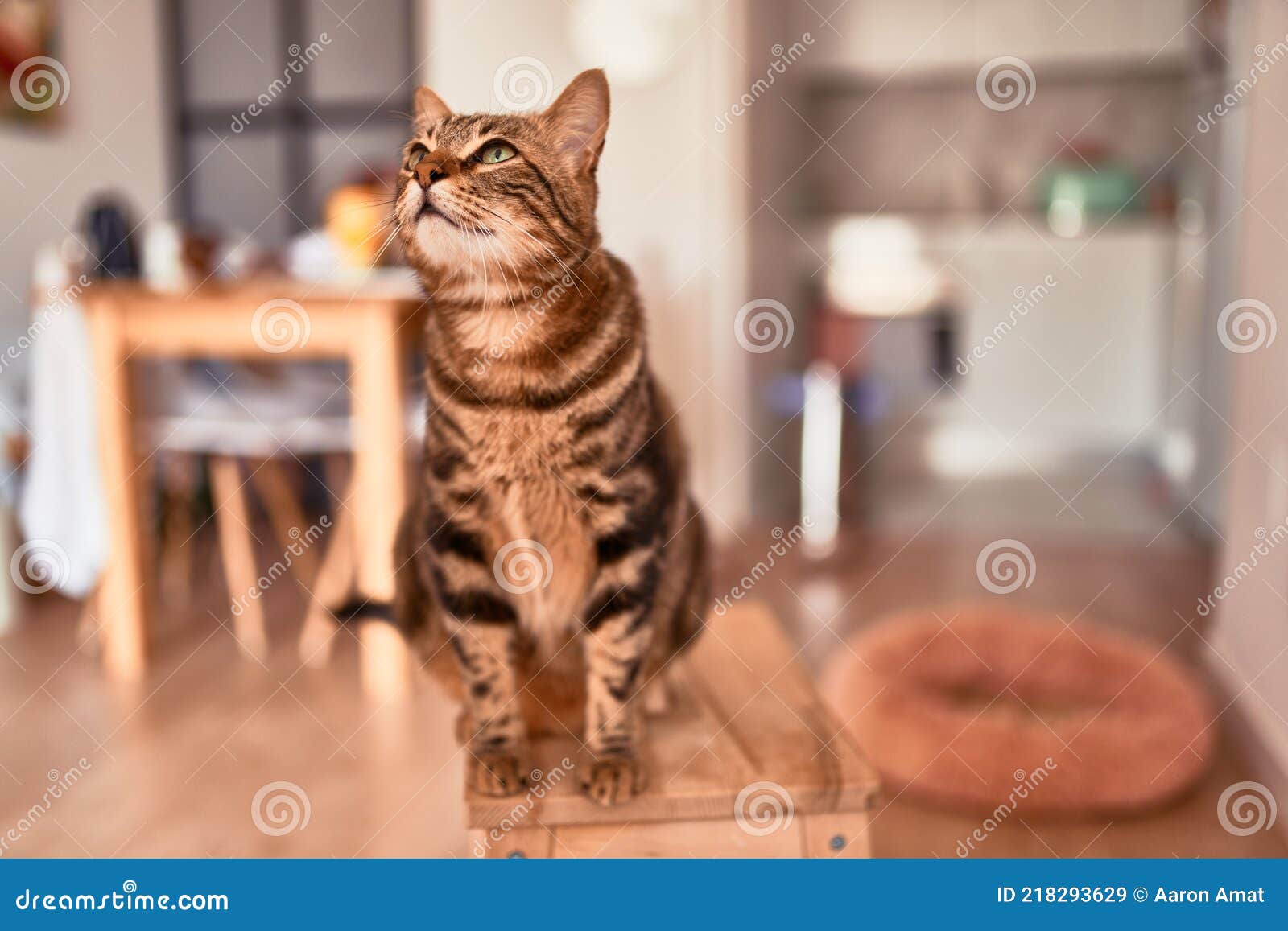 Adorable cat at home stock image. Image of care, animal - 218293629