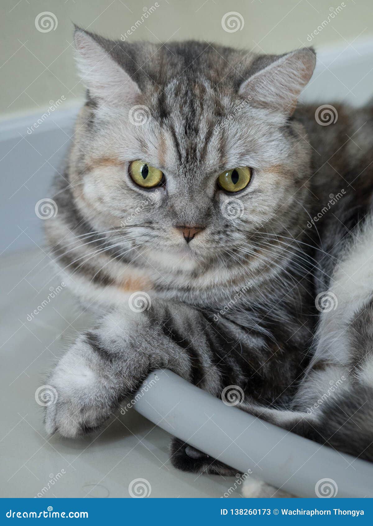 Adorable Cat Looking Forward Stock Image - Image of forward, portrait ...