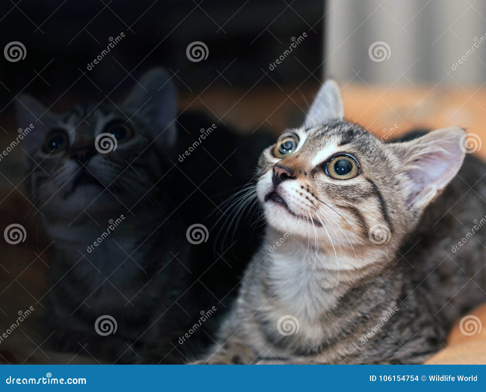 Adorable Cat is Looking in the Reflection Stock Photo - Image of puss ...