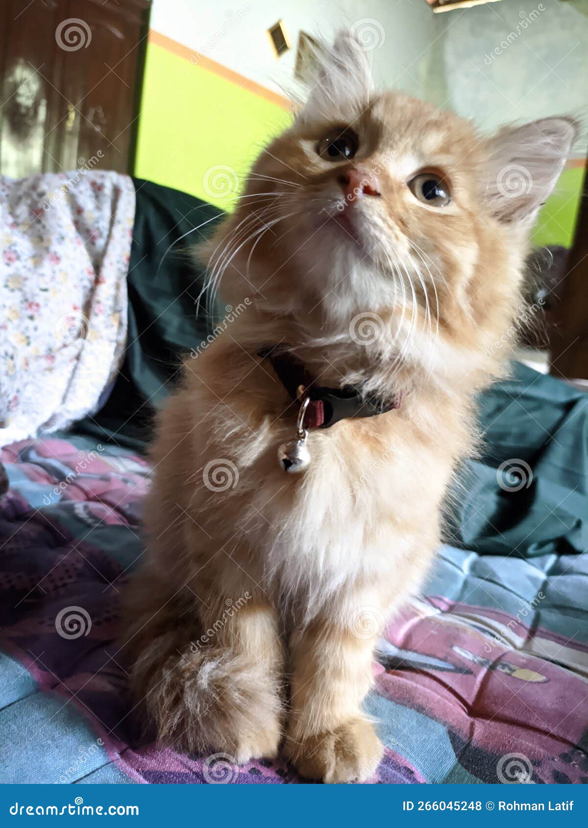 Adorable cat make fun stock photo. Image of catmake - 266045248